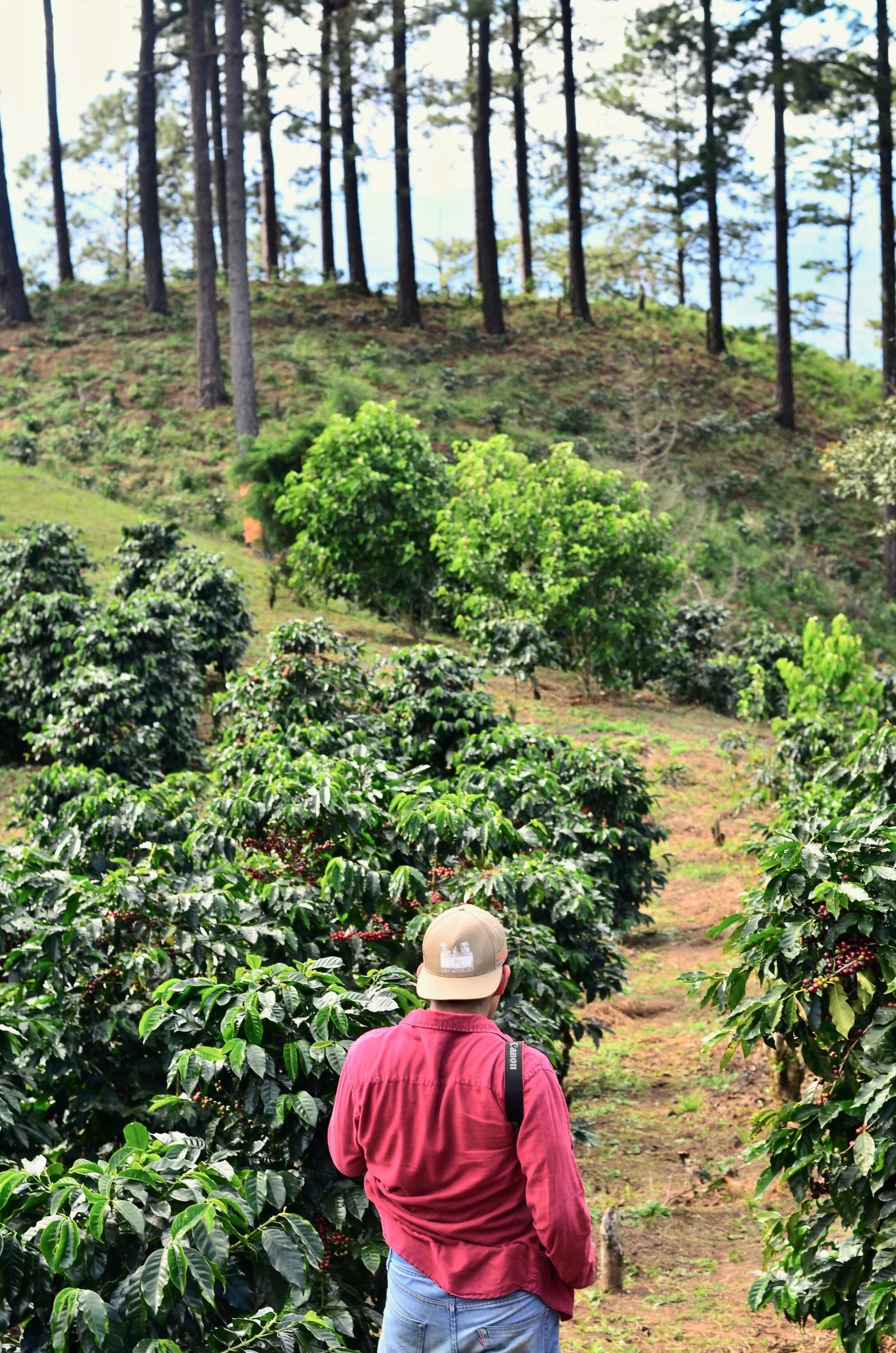 Roasted coffee from Central America direct to the door | EverBean ...