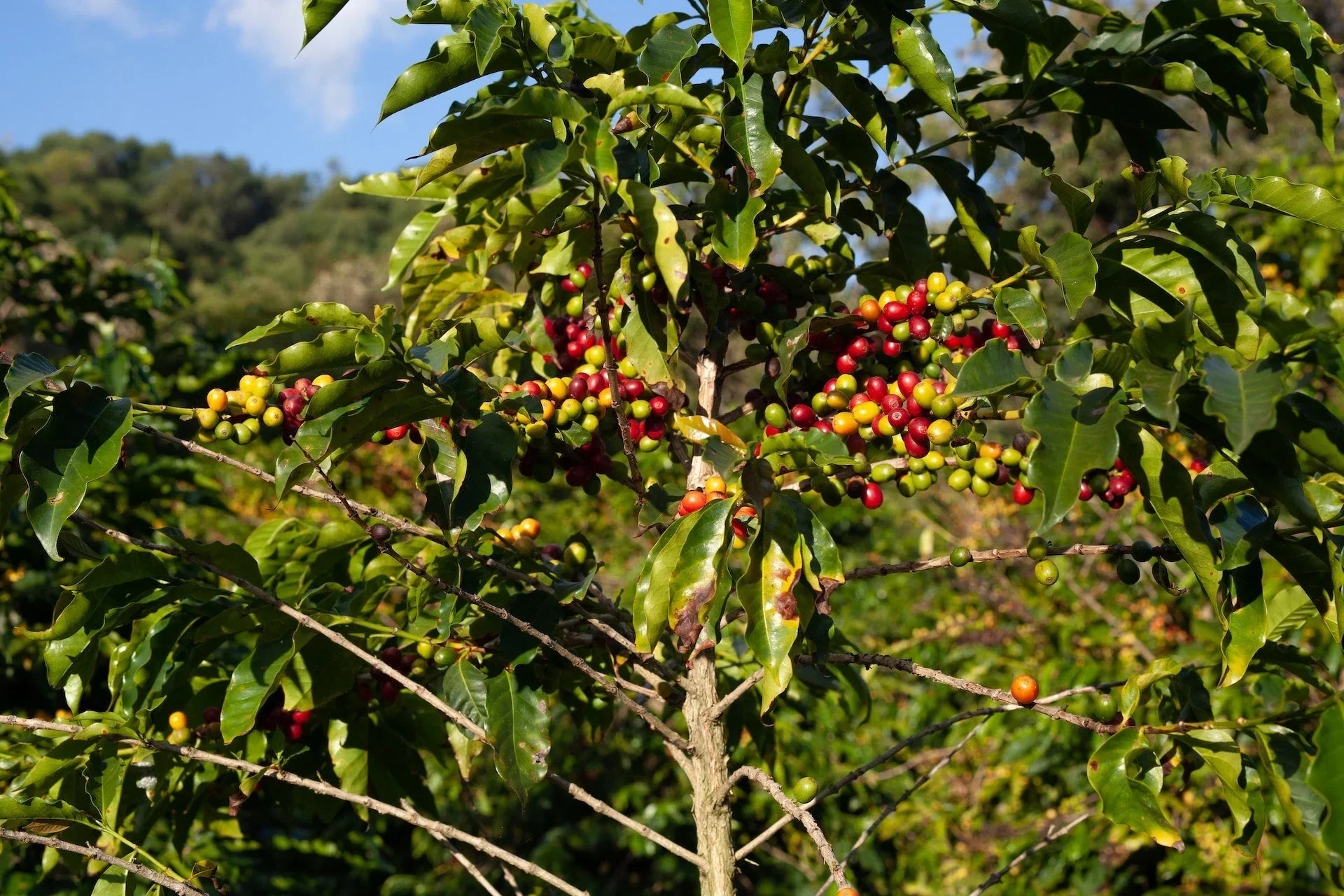 Coffee from South America direct to your door | EverBean Coffee ...